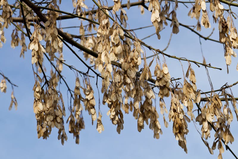 Maple seeds stock photo. Image of botanical, background - 27938066
