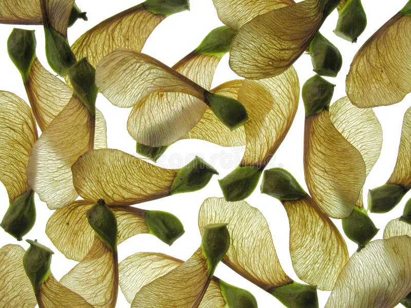 Maple seeds stock image. Image of background, tree, seed - 3014657