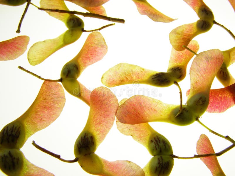 Maple seeds stock photo. Image of graphic, form, sycamore - 3342552