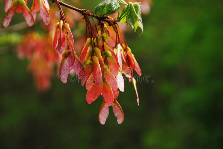 Maple seeds stock image. Image of seeds, green, maple - 5087229