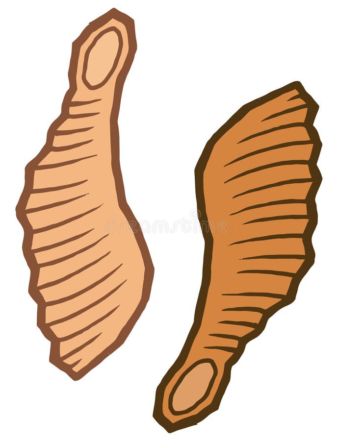 Maple seeds stock vector. Illustration of fall, autumn - 65291318