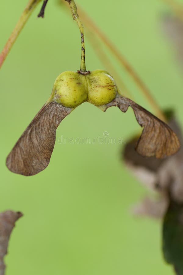 Maple seeds stock photo. Image of plant, object, detail - 46170528