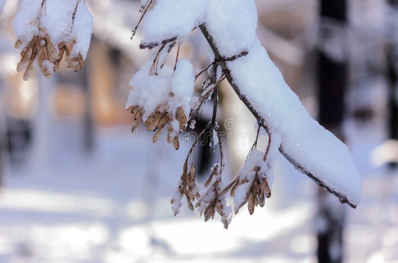 The Maple Seeds are Covered with a Thick Layer of Snow. Stock Image ...