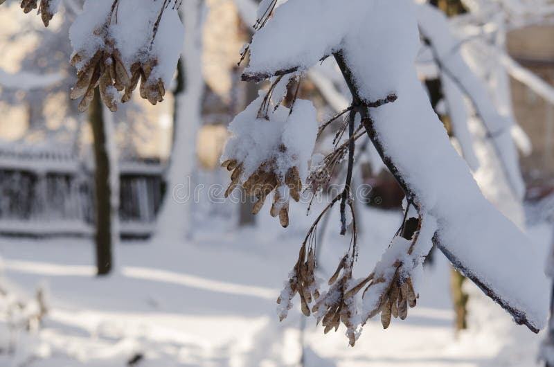 The Maple Seeds are Covered with a Thick Layer of Snow. Stock Image ...