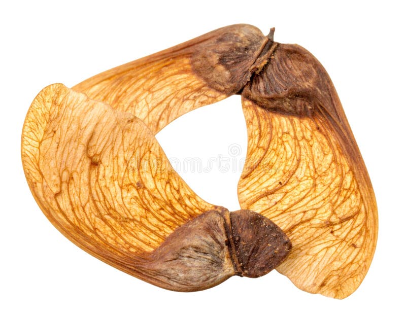 Maple Seeds Forming a Circle on Transparent Background Stock Photo ...