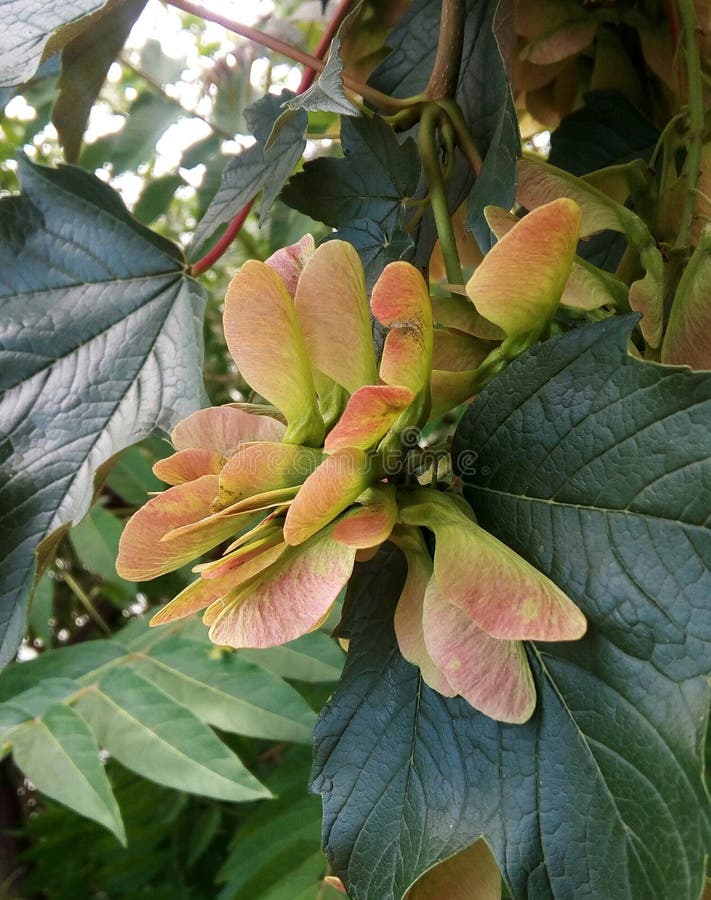 Maple seeds and leaves stock photo. Image of leaves - 221781960