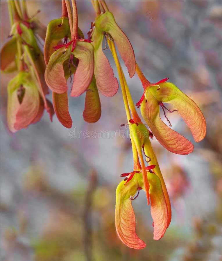 Maple seeds in spring stock image. Image of wing, spring - 25321091