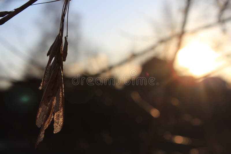 Maple seeds at sunset stock image. Image of suns, hang - 116444151