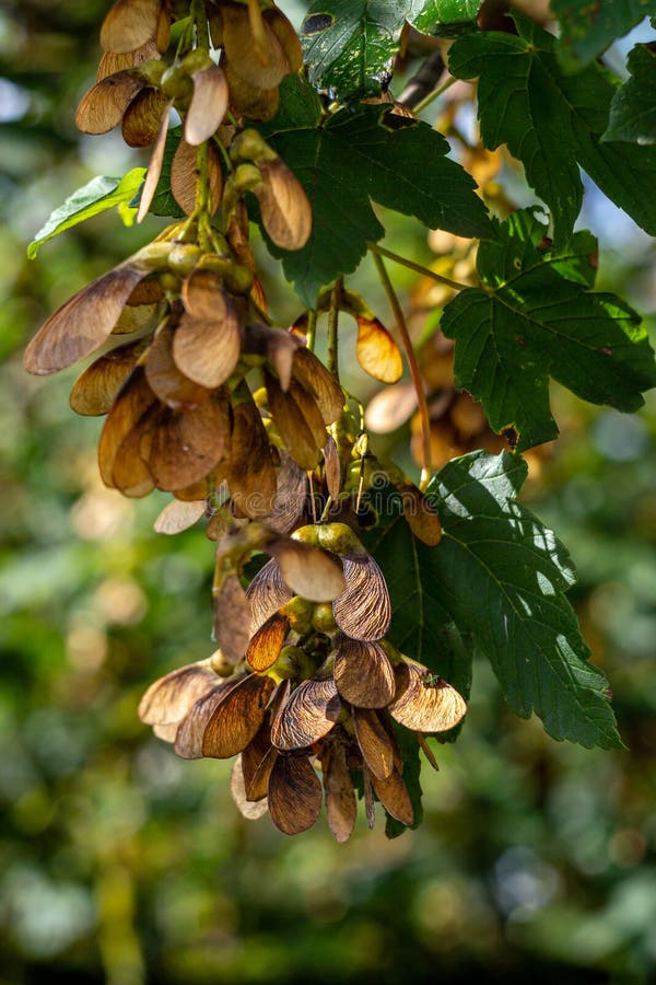 Maple Seeds on a Tree Branch Under the Rays of the Sun Stock Image ...