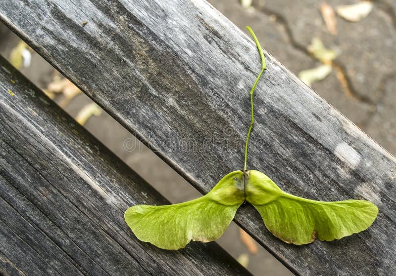 Maple seeds stock image. Image of flying, growth, maple - 58144247