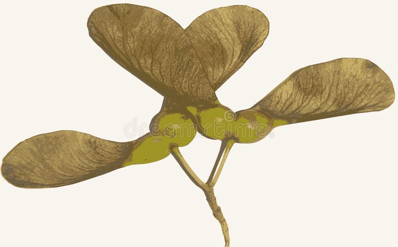 Maple seeds with a leaf stock illustration. Illustration of leaves ...