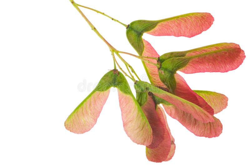 Maple Seeds Lying in the Grass Stock Photo - Image of helicopter, trees ...