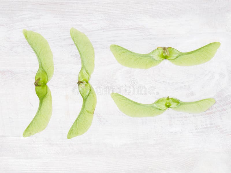 Maple Seeds on a Wooden Background Stock Photo - Image of botany, bunch ...