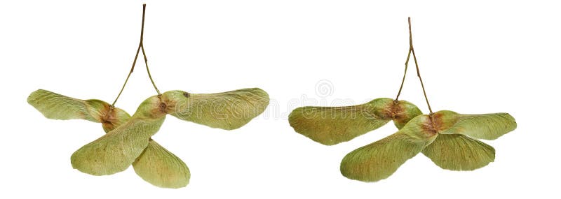Maple Seeds, Winged Seeds on a White Isolated Background. Double-sided ...