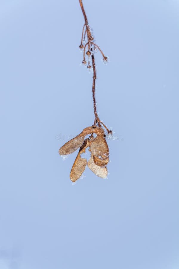 Maple seeds in winter stock photo. Image of snowy, detail - 85759688
