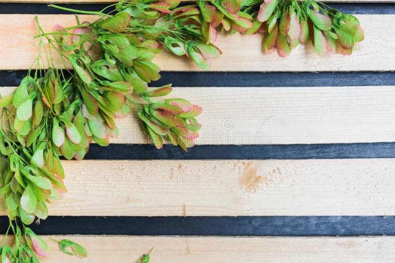 Maple Seeds on a Wooden Background Stock Image - Image of seasonal ...