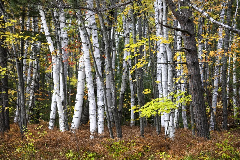 Maple and Silver Birch Trees in Forest in Michigan Upper Peninsula ...