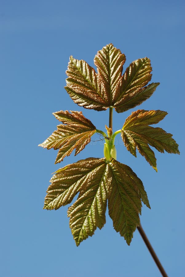 Maple in spring stock photo. Image of clear, maple, green - 14322618