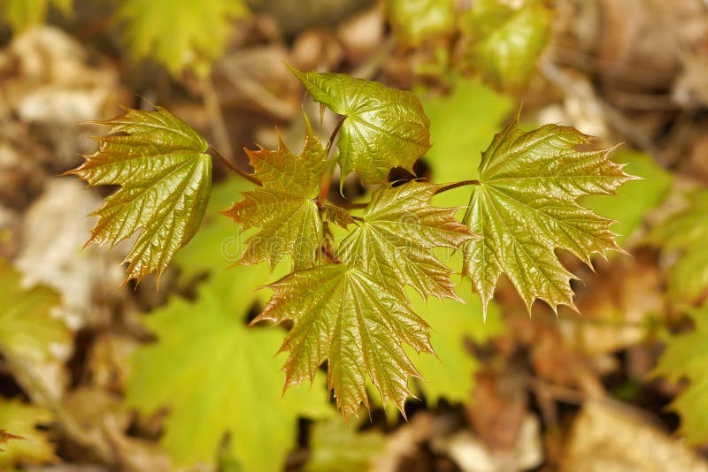 Maple spring fresh leaves stock image. Image of environment - 70376439
