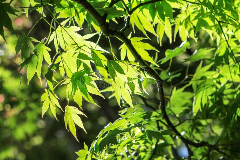 Maple in spring stock photo. Image of zealand, leaf, maple - 67699726