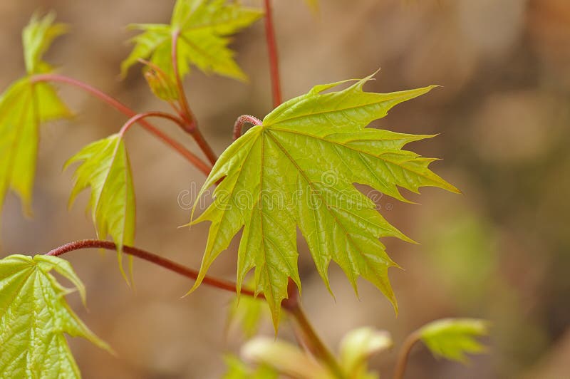 Maple stock photo. Image of plant, season, environment - 30685680