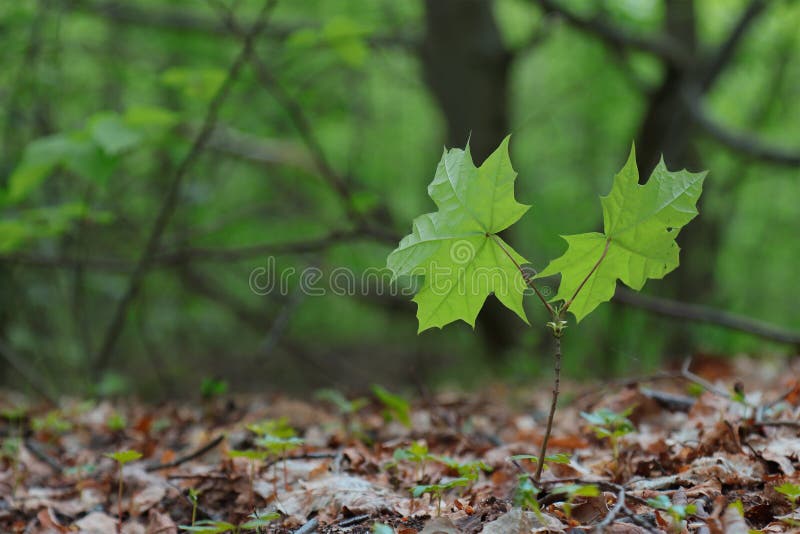 Maple Sprout Grows in the Forest Stock Photo - Image of forest, spring ...