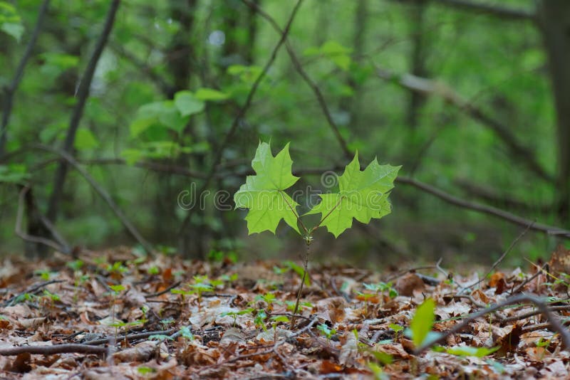 Maple Sprout Grows in the Forest Stock Photo - Image of object, sprout ...