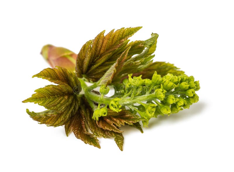 Maple sprout stock image. Image of plant, leaves, flowering - 145675847