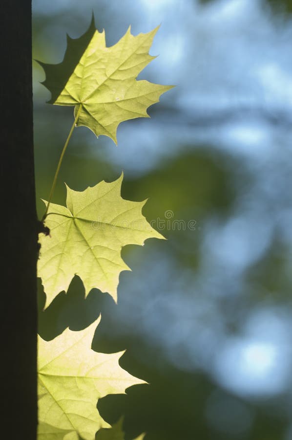 Maple sprout stock image. Image of forest, freshness - 116930933