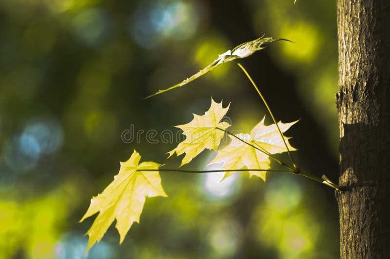 Maple sprout stock image. Image of light, plant, space - 116930941