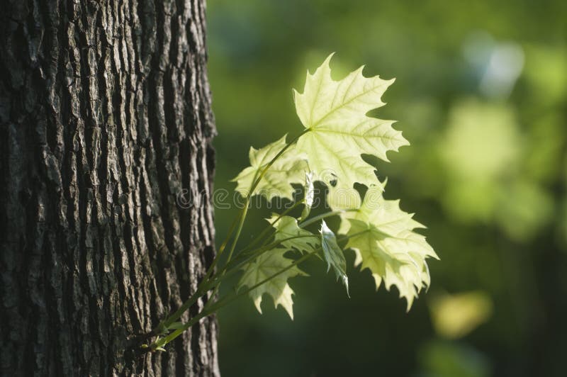 Maple sprout stock image. Image of lush, colors, springtime - 116964979