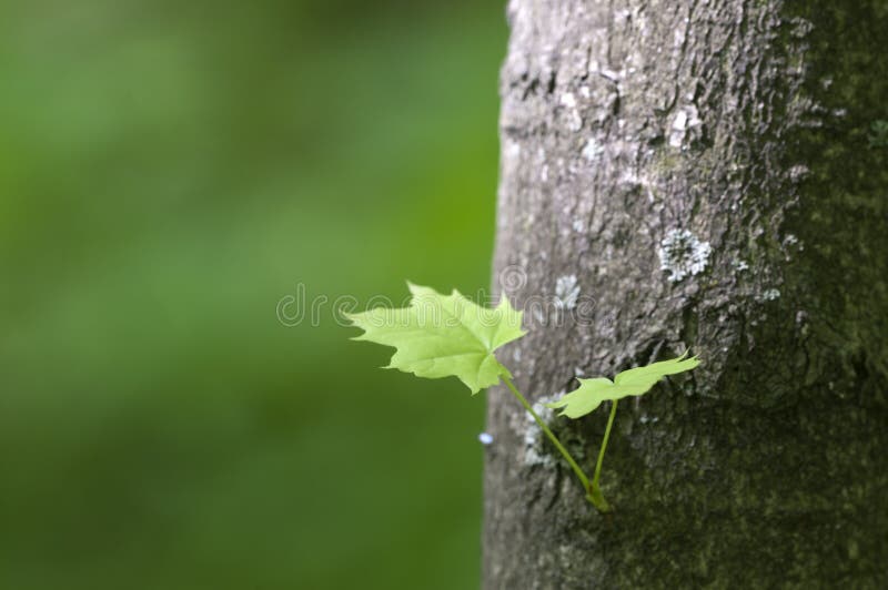 Maple sprout stock image. Image of plant, scenics, park - 94817153