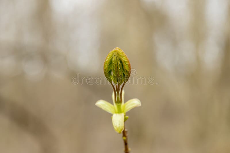 Maple sprout in spring stock image. Image of earth, fresh - 213674381
