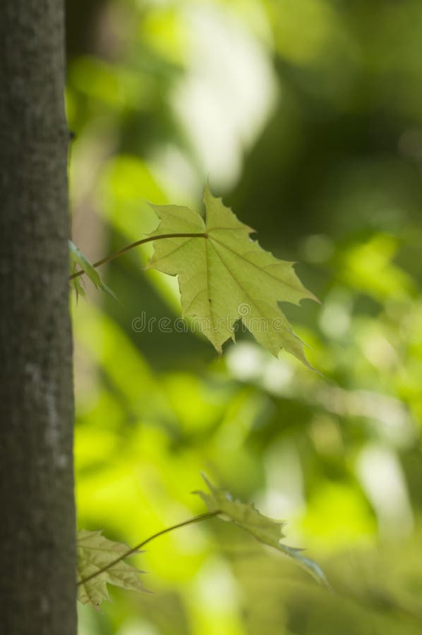 Maple sprouts stock image. Image of beauty, scenics - 116910255