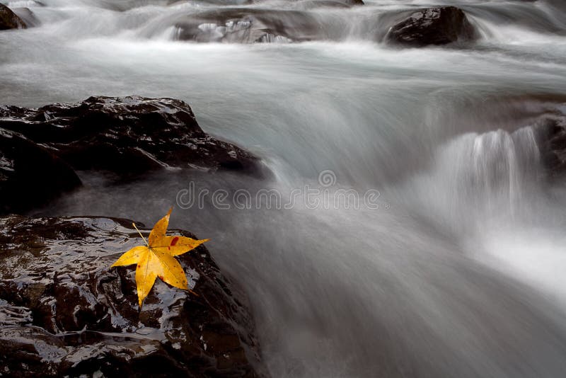 Maple on the Stone with River Trace Color Stock Image - Image of lake ...