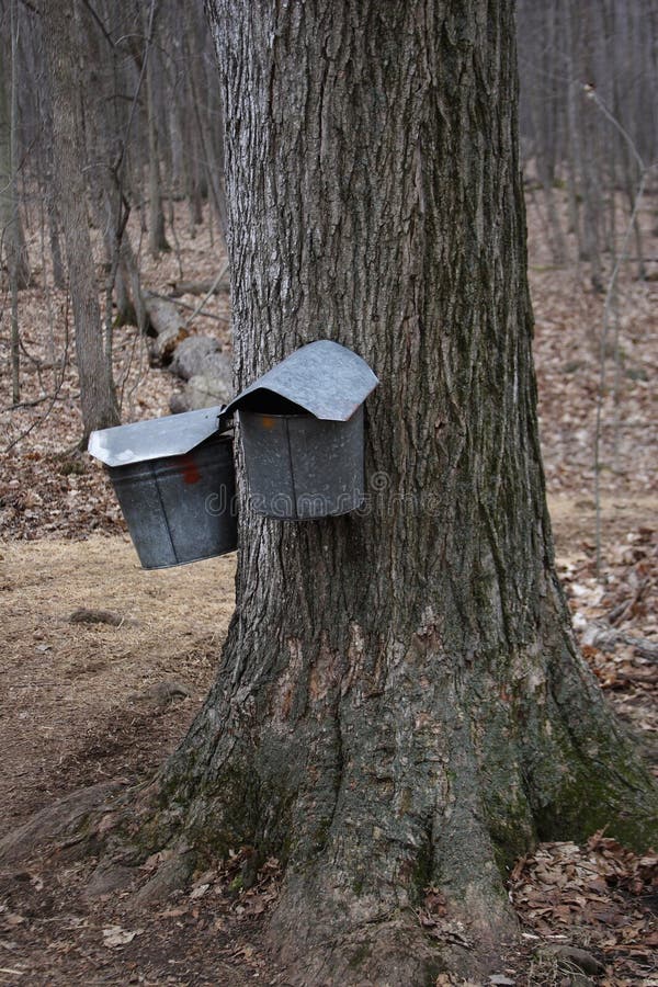 Maple Sugaring Tap Buckets Stock Photos - Free & Royalty-Free Stock ...