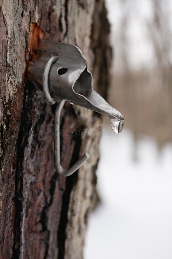 Maple Sugar Tap in Tree stock image. Image of forest - 13239047