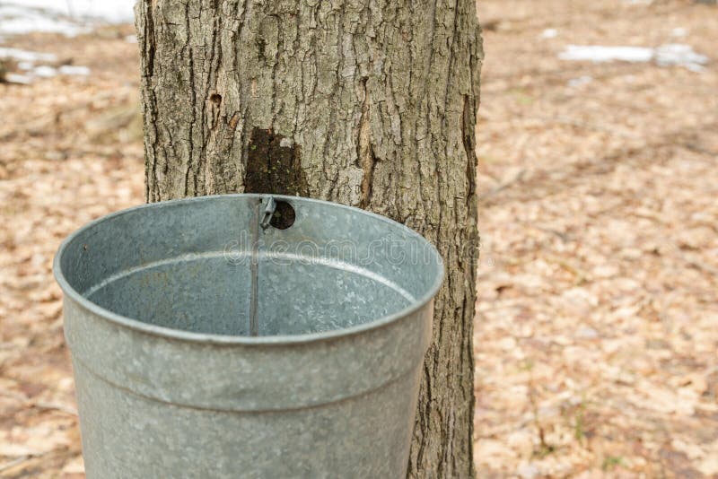 Maple Spigot Stock Photos - Free & Royalty-Free Stock Photos from ...