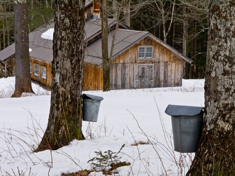 Maple Sugaring Season - Sugar House and Pails Stock Image - Image of ...