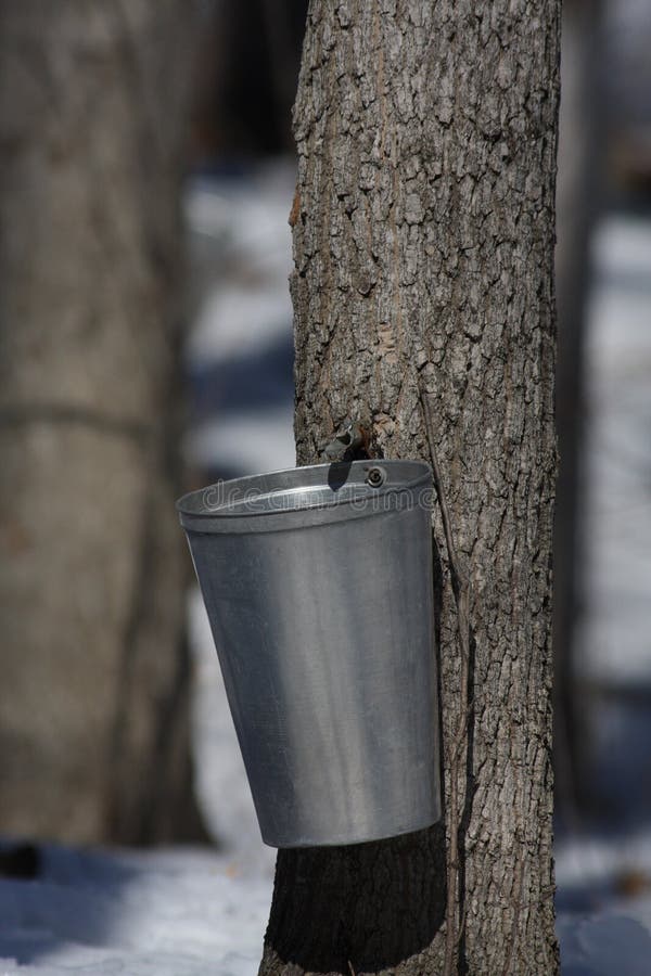 Maple syrup stock photo. Image of traditional, tasting - 390970