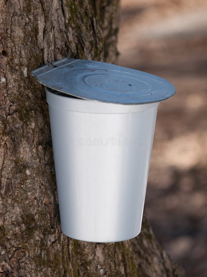 Maple Syrup Bucket on Tree Close-up Stock Photo - Image of pails, clean ...
