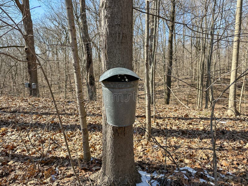 Maple Syrup Collection Bucket Attached To a Maple Tree Stock Image ...