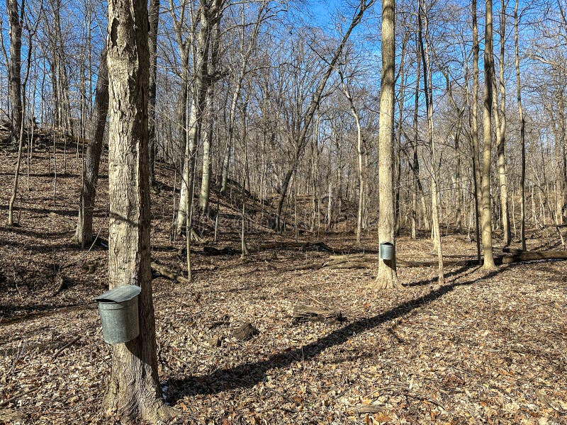 Maple Syrup Collection in a Forest in Winter Stock Photo - Image of ...