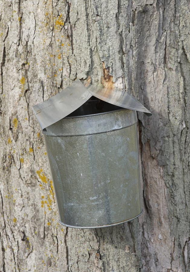 Maple syrup collection stock image. Image of pail, receptacle - 177875209