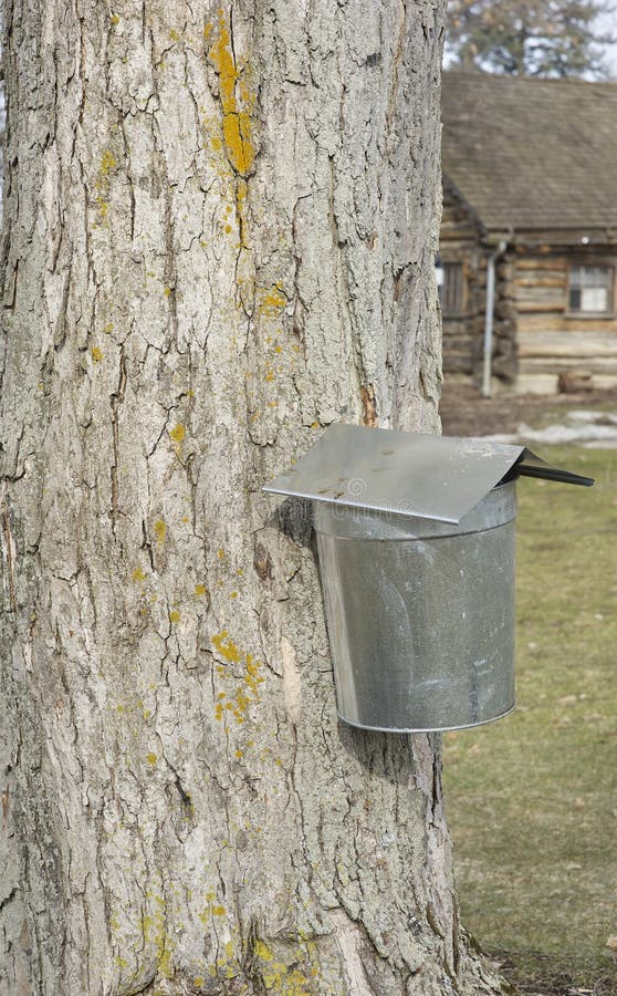 Maple syrup collection stock photo. Image of receptacle - 177875220