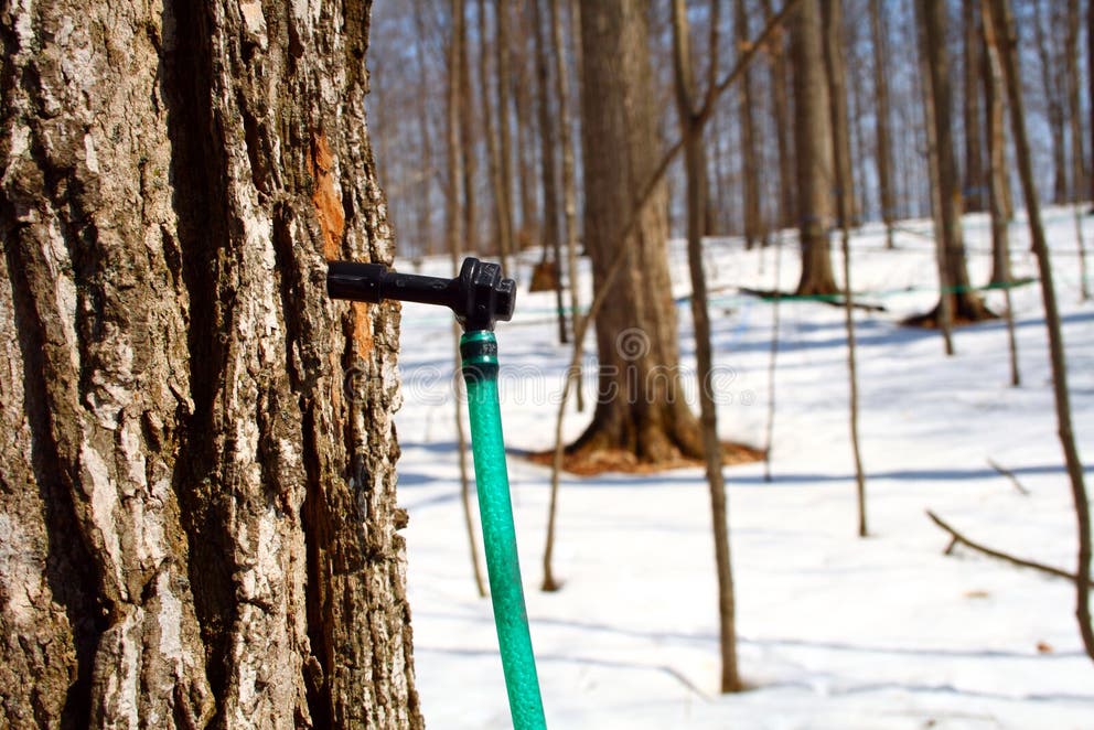 Maple syrup hose stock image. Image of tree, faucet, maple - 4837179