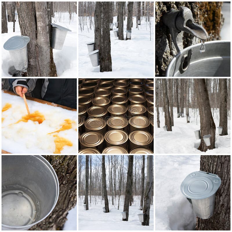 Maple syrup production stock image. Image of postcard - 23888207