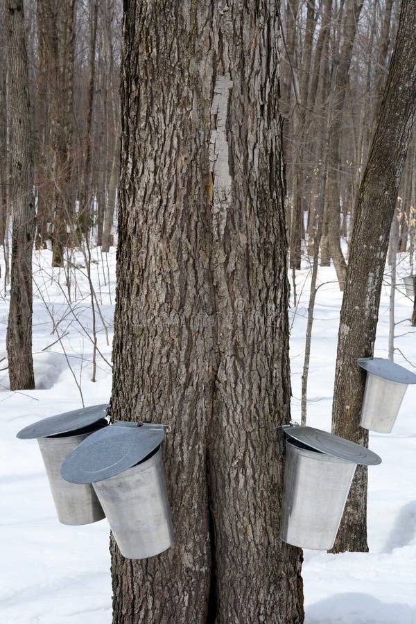 Collecting maple sap stock image. Image of sirop, syrup - 2295647