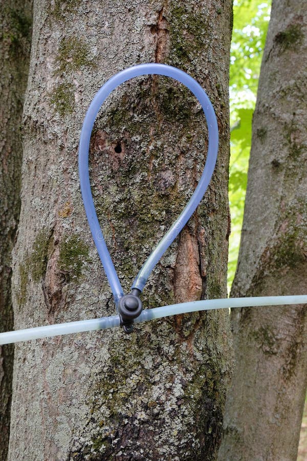 How To Run Maple Sap Lines