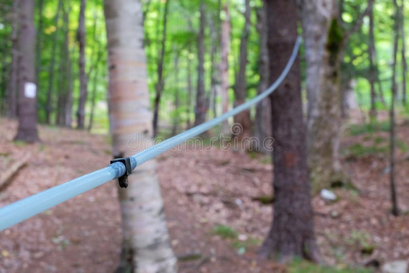 Line Maple Syrup Stock Photos - Free & Royalty-Free Stock Photos from ...